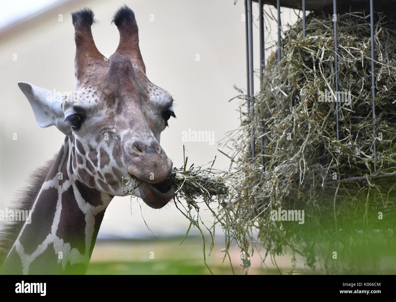 Berlin zoo giraffe hi-res stock photography and images - Alamy