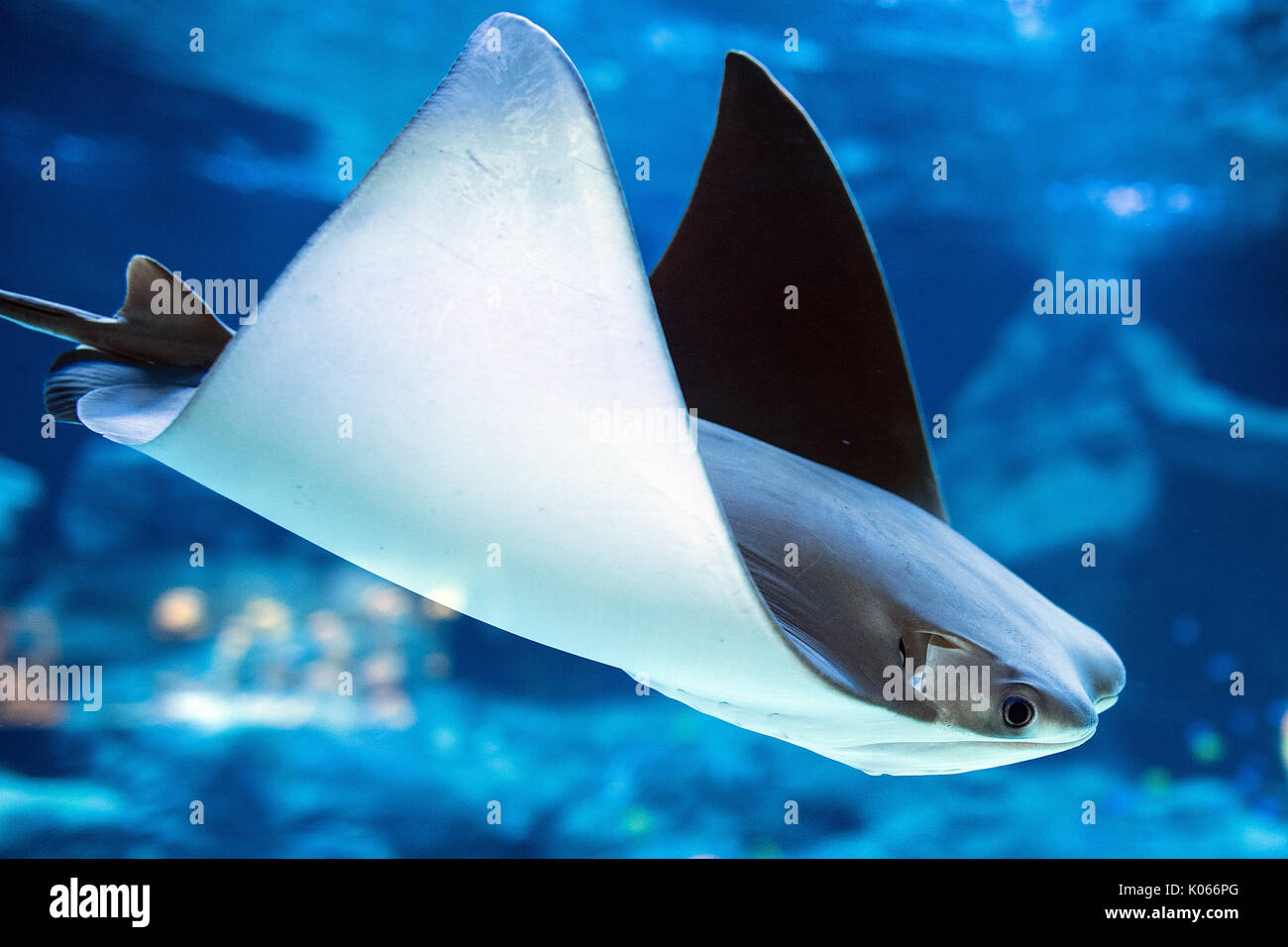 Cownose Ray