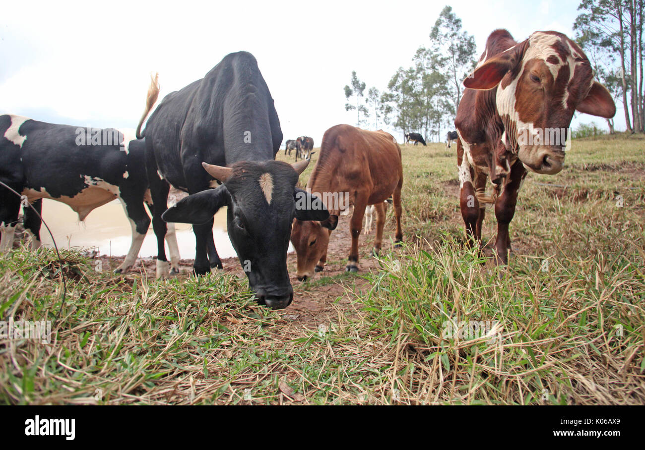 CAMPO MOURÃO, PR - 19.08.2017: PECUÁRIA NA REGIÃO CENTRO OESTE DO PR ...