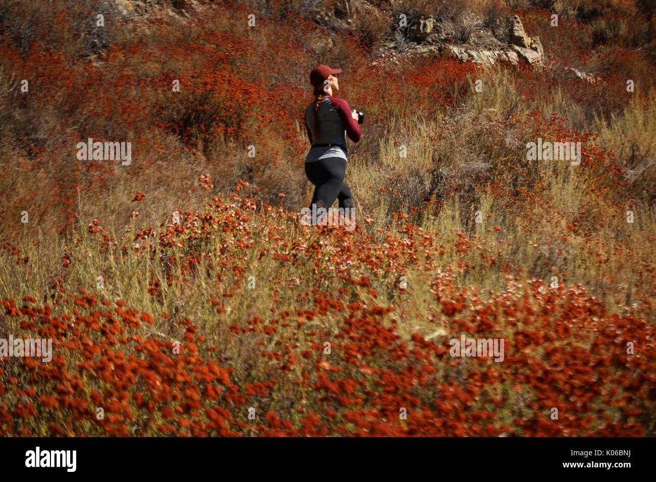 Silverado, California, USA. 21st Aug, 2017. Sarah Jane Murray prepares ...