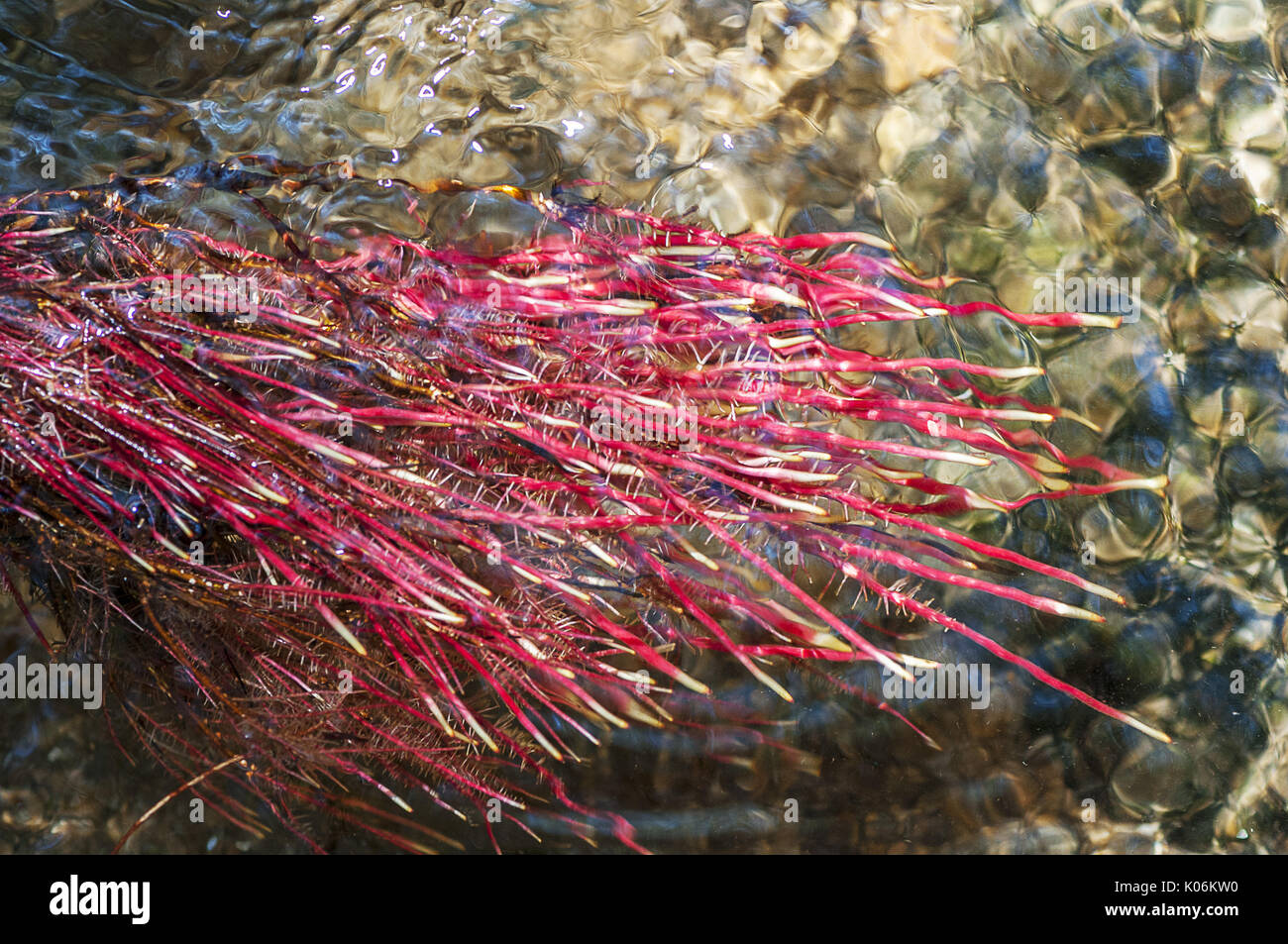 Close-up of red tree roots in a river Stock Photo - Alamy