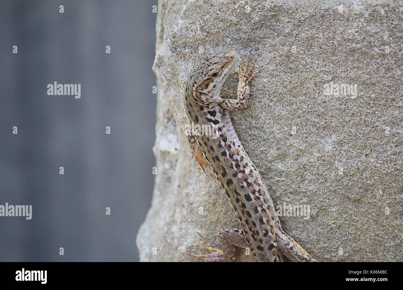 a lizard climbing the rocks Stock Photo - Alamy