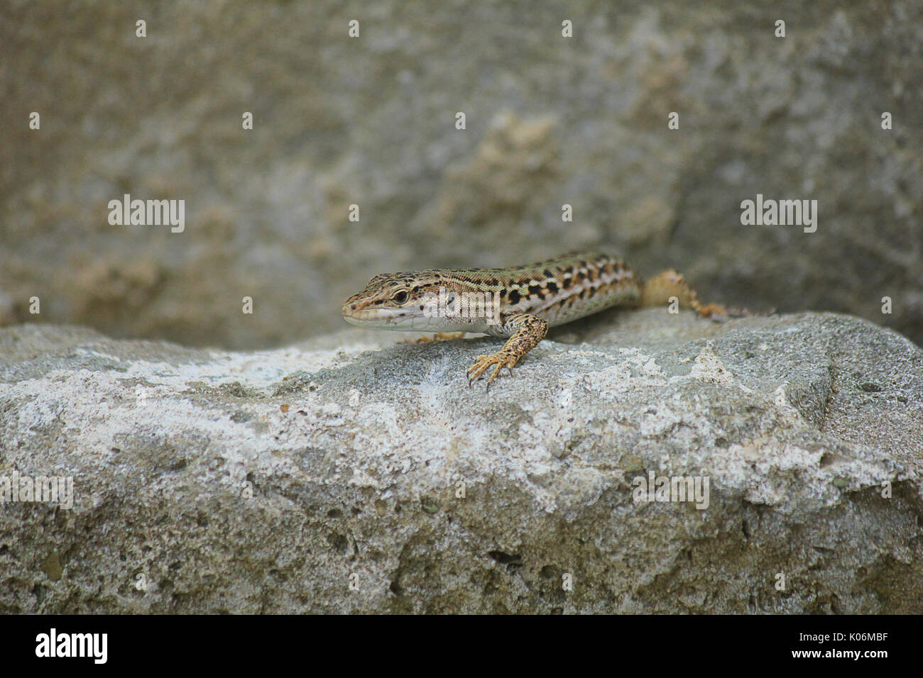 a lizard on the rocks Stock Photo - Alamy