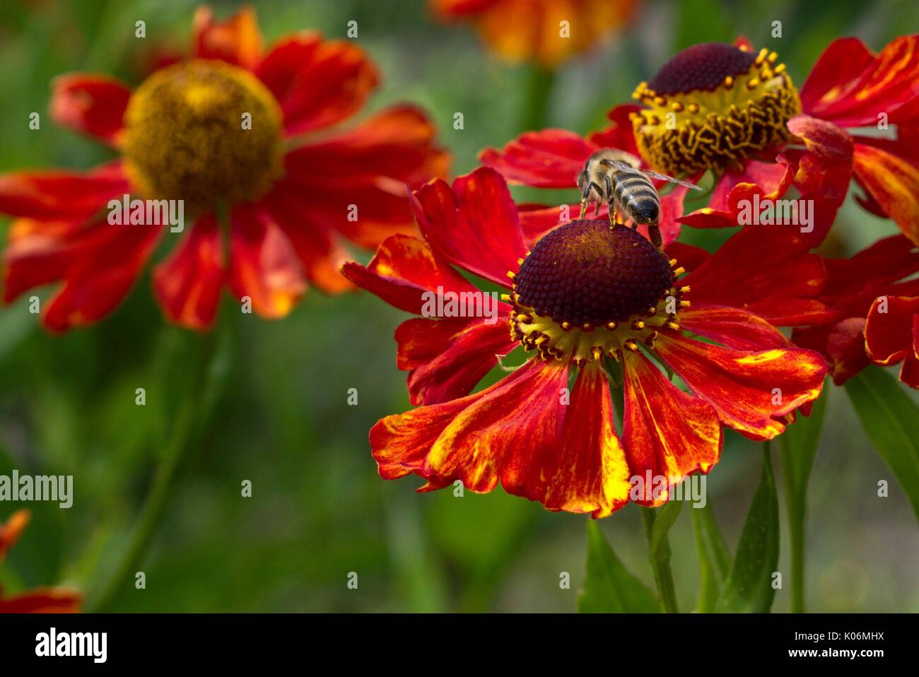 Bee red blossom hi-res stock photography and images - Alamy