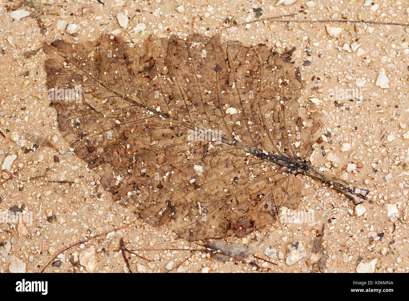 Old dry leaf imprinting on the ground look like a fossil Stock Photo ...