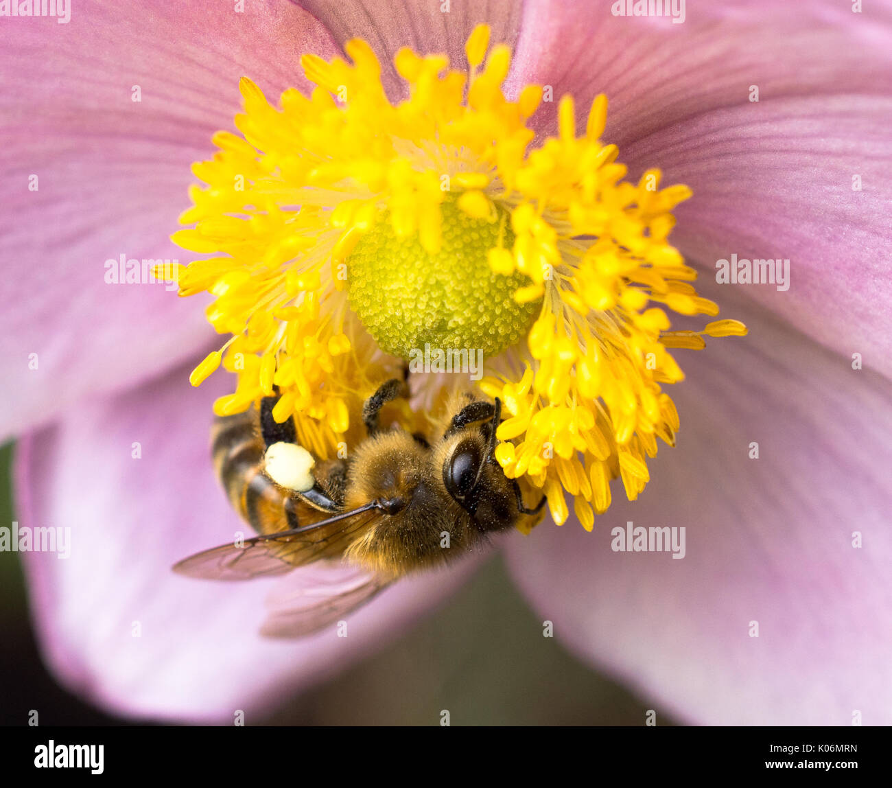 Bee collecting pollen from a pink anemone Stock Photo - Alamy