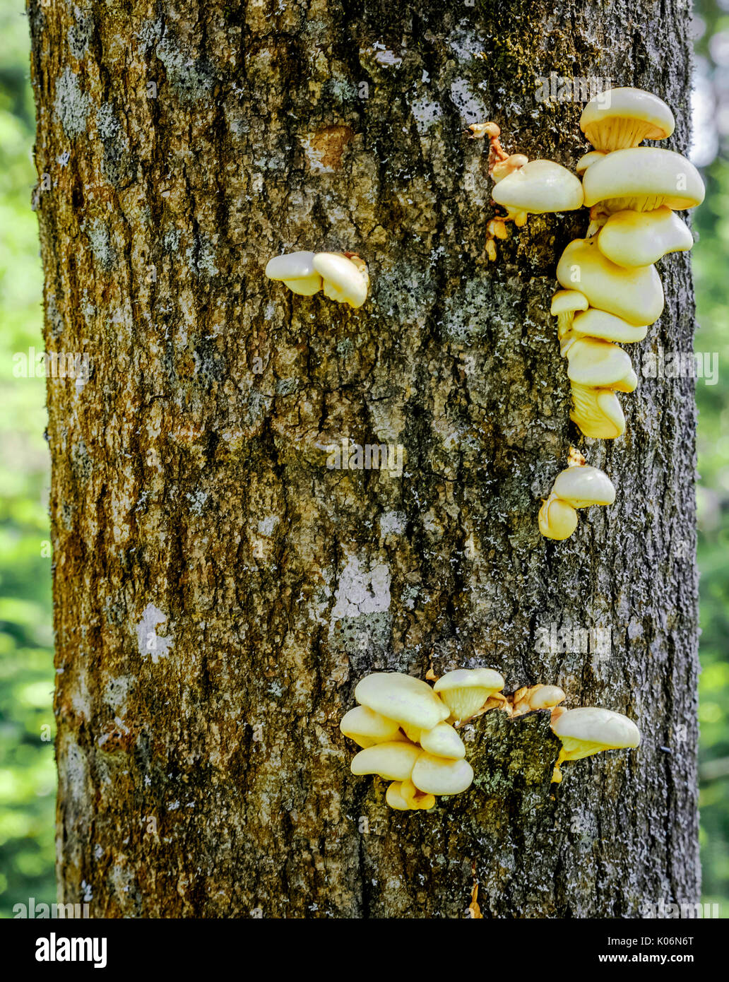 White rot fungi hi-res stock photography and images - Alamy