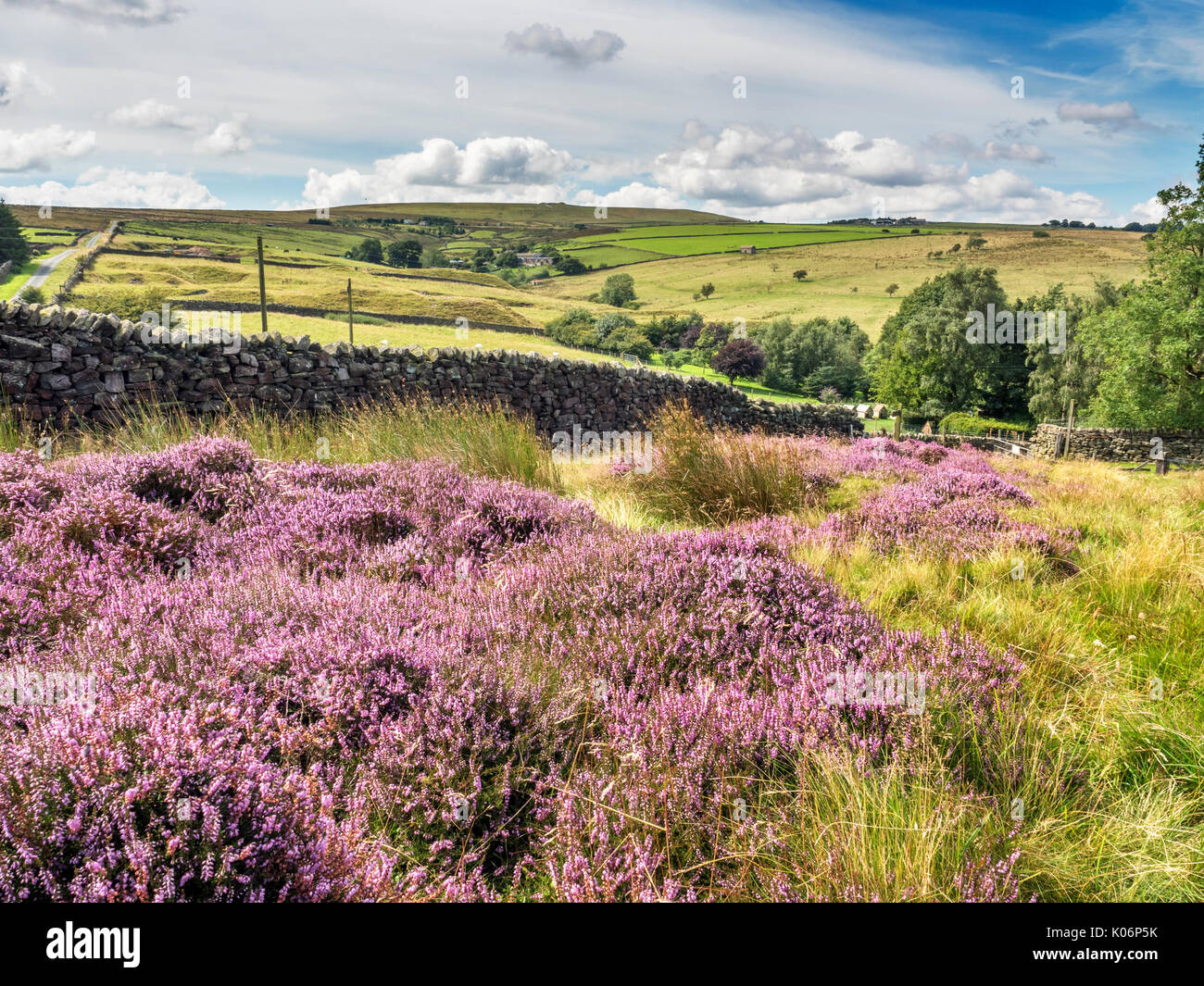 Heather moorland in flower hi-res stock photography and images - Alamy