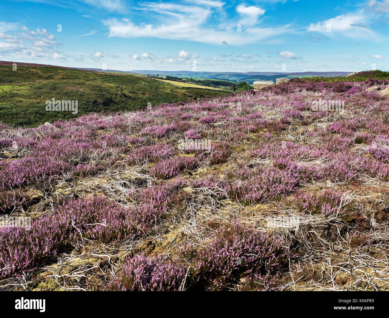 Heather moorland regeneration hi-res stock photography and images - Alamy