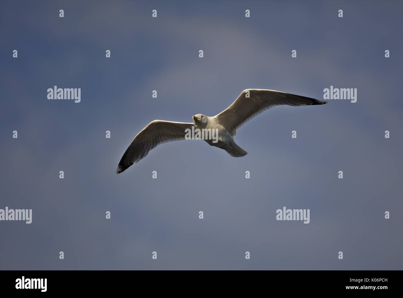 Common seagull (larus canus) in flight Stock Photo - Alamy