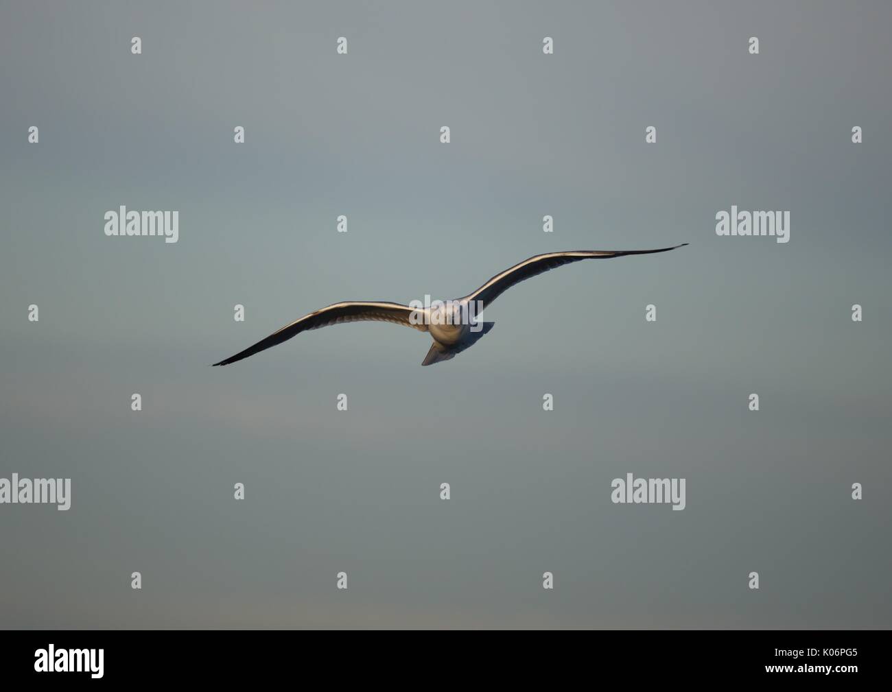 Common seagull (larus canus) in flight Stock Photo - Alamy