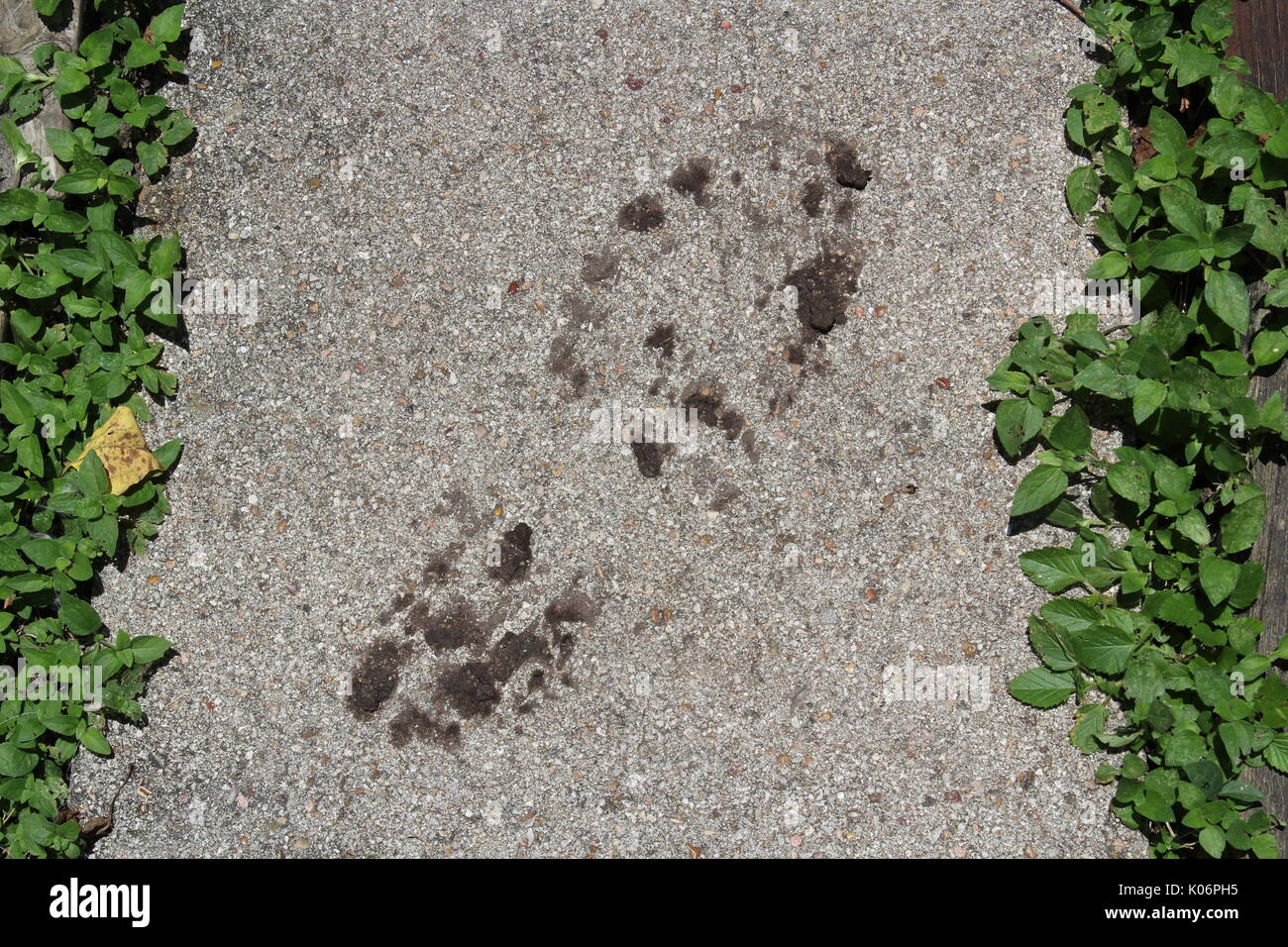 Man Muddy Shoe Print on Concrete Stock Photo - Alamy