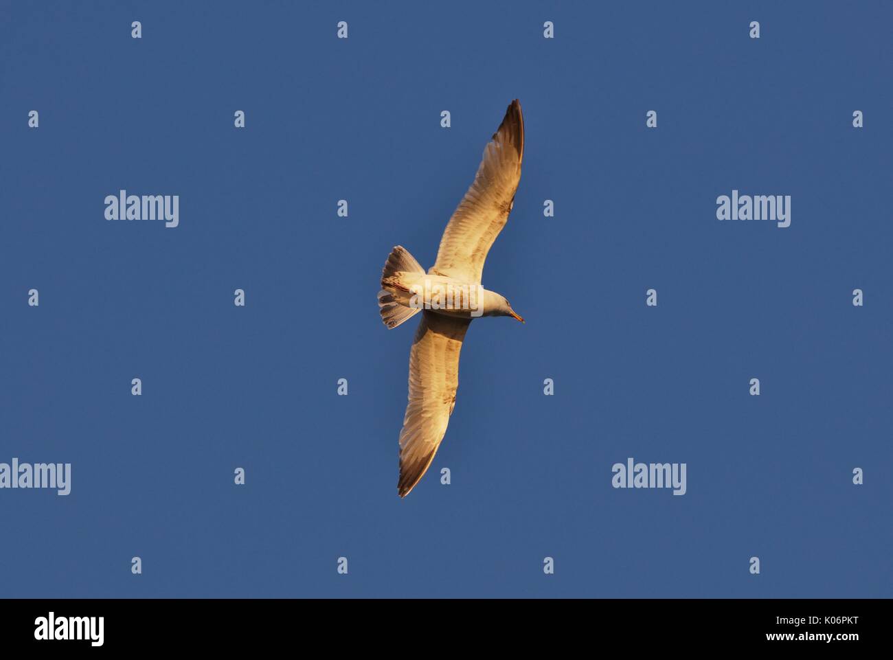 Common seagull (larus canus) in flight Stock Photo - Alamy