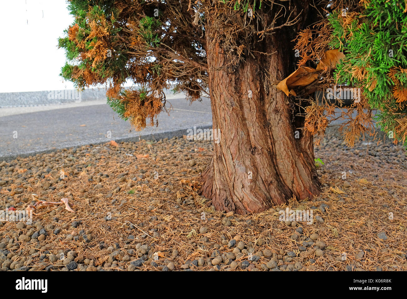 Banana tree trunk hi-res stock photography and images - Alamy