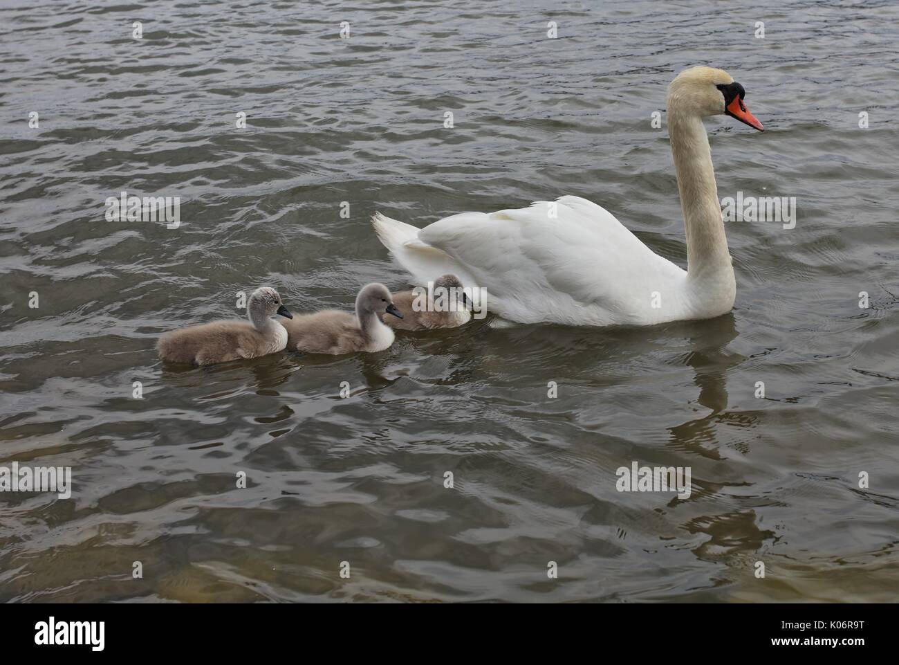 Adult swan cute young family hi-res stock photography and images - Alamy