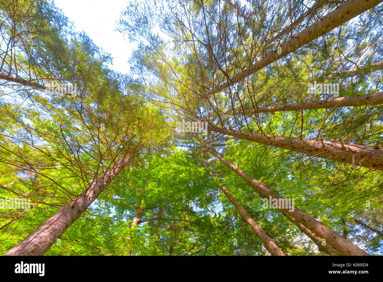 Trees in a forest from below, low angle perspective Stock Photo - Alamy
