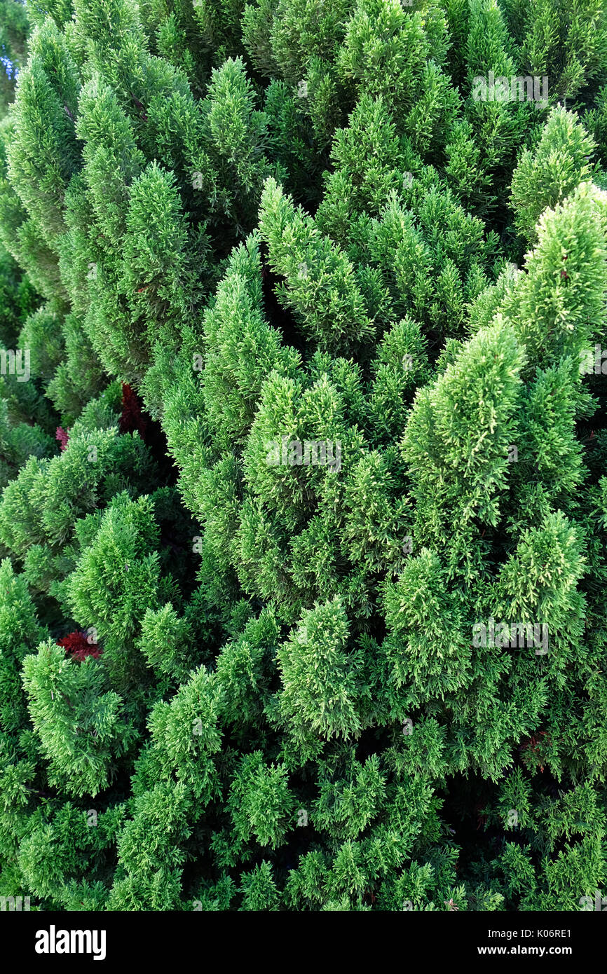 Cypress tree detail Stock Photo - Alamy