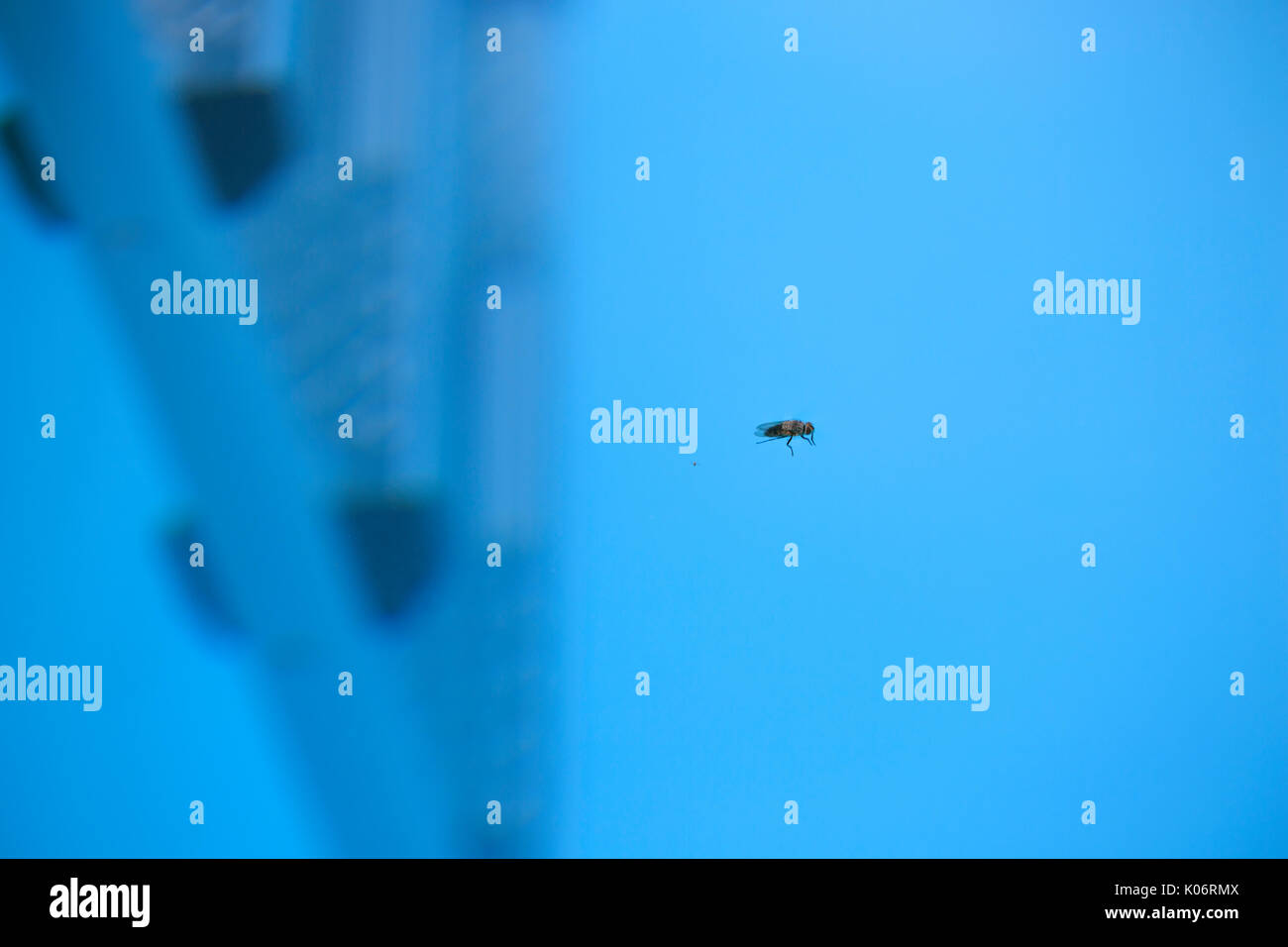 Swimming pool insects hi-res stock photography and images - Alamy