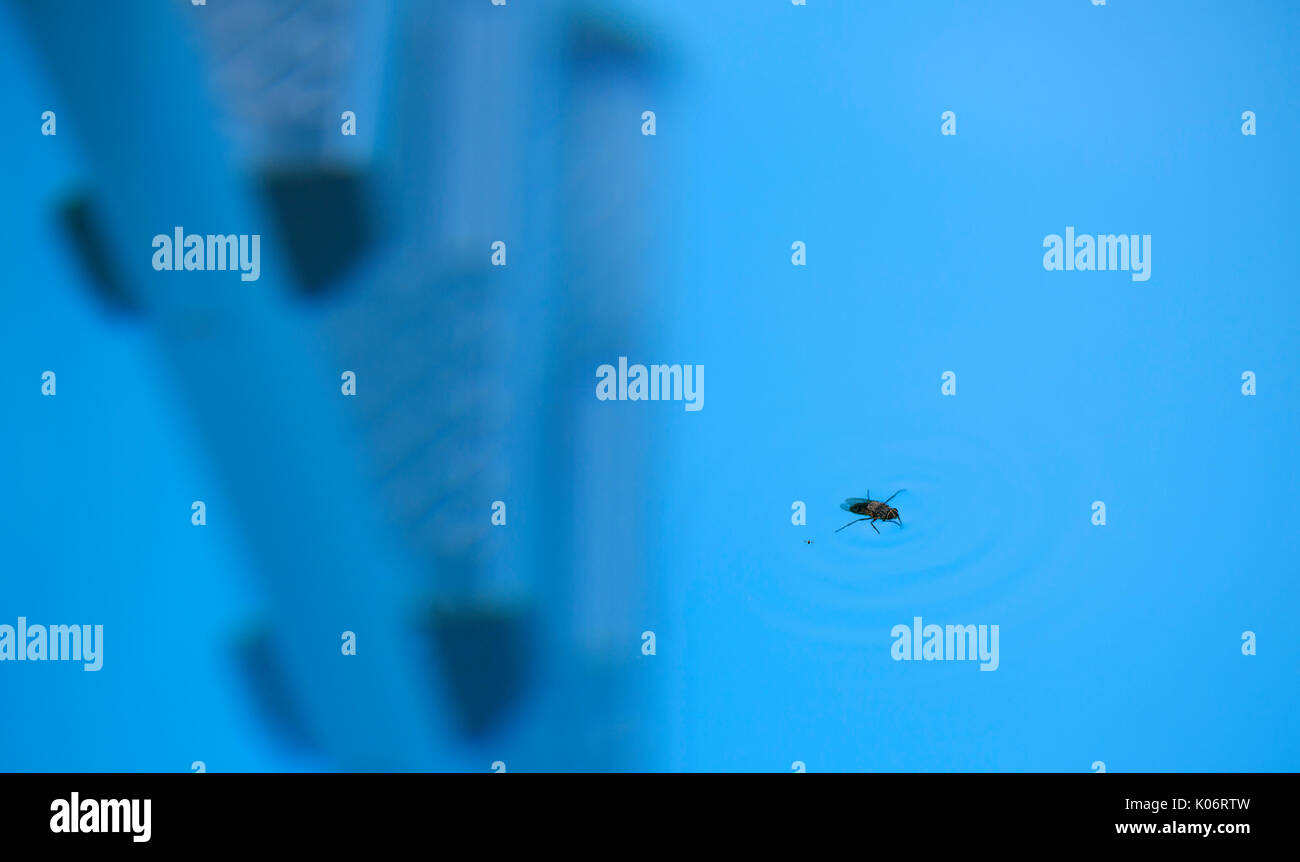 insect death in a swimming pool Stock Photo - Alamy