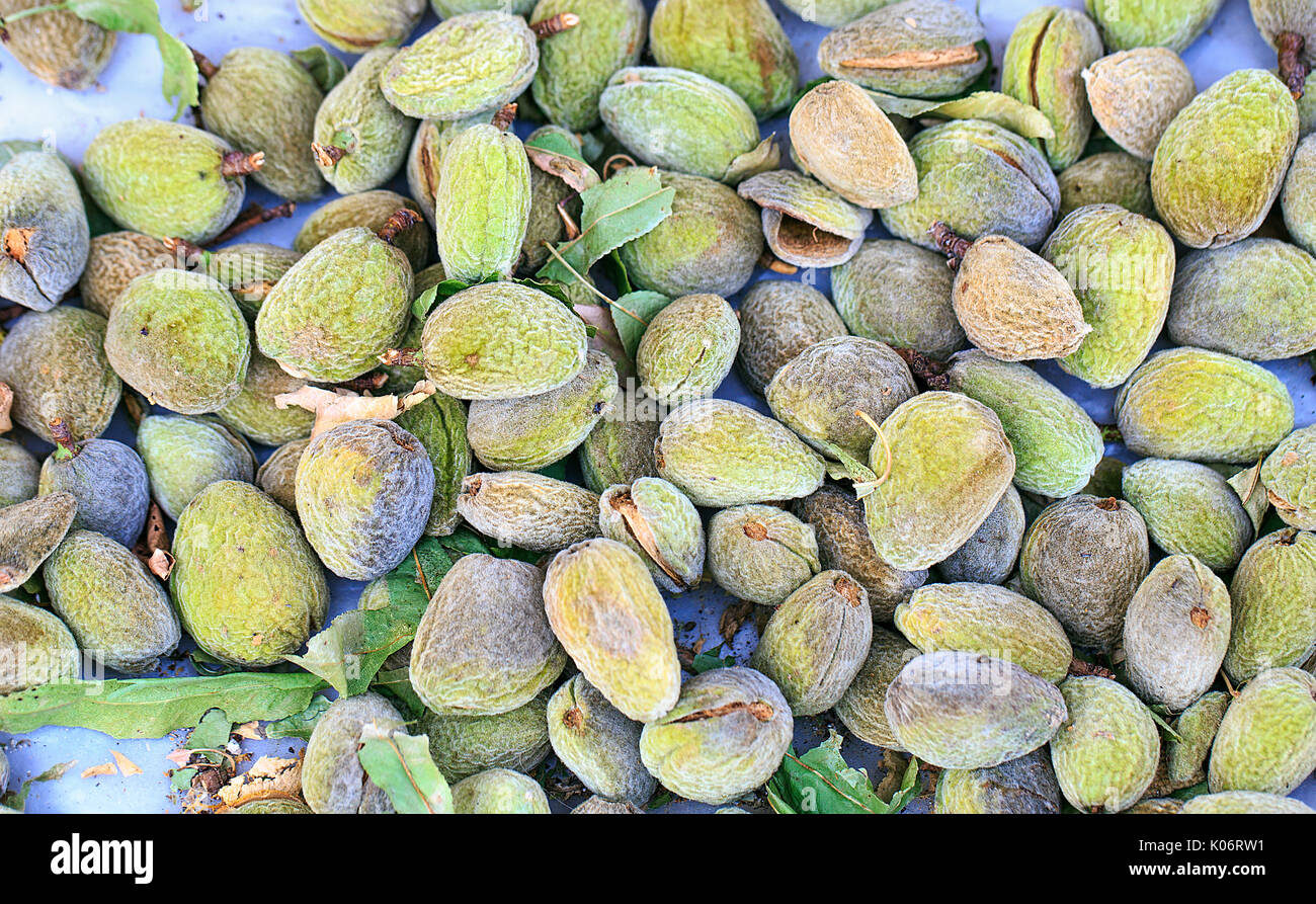 Group of almonds with its skin Stock Photo - Alamy