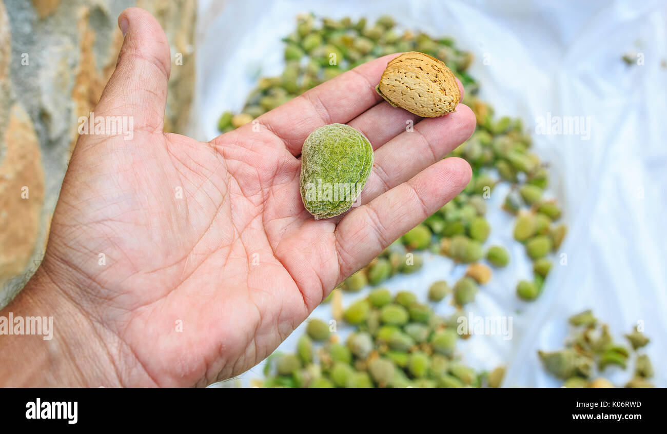 Group of almonds with its skin Stock Photo - Alamy