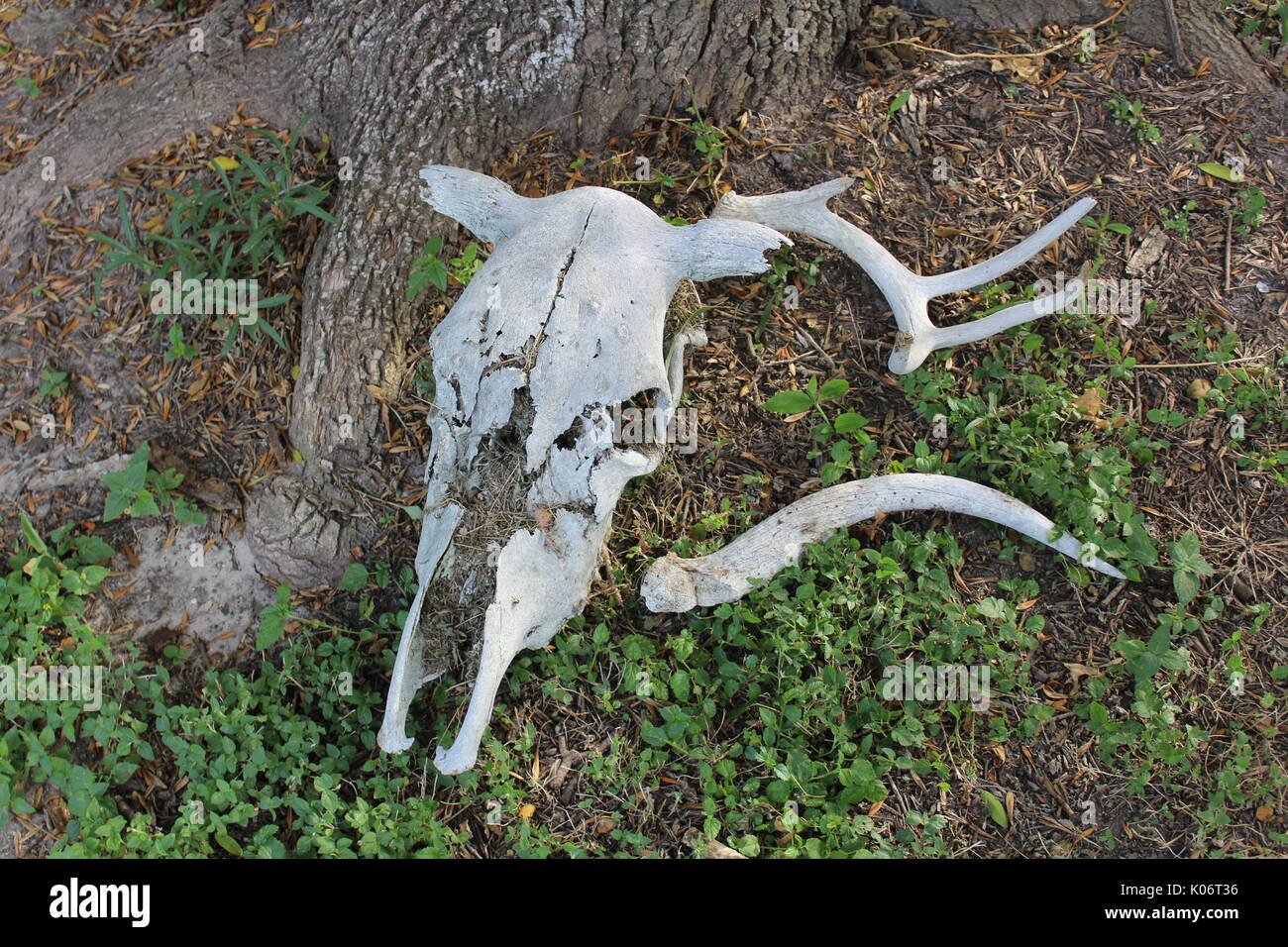 Animal Bones in Woods Stock Photo - Alamy