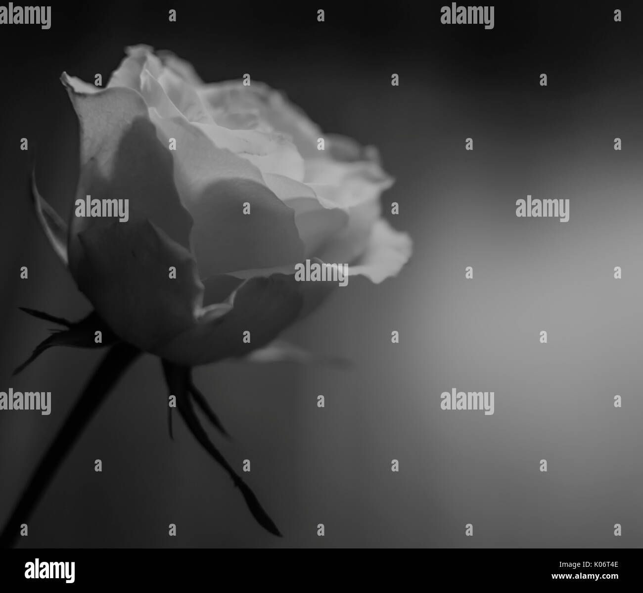 Single beautiful white rose Stock Photo - Alamy