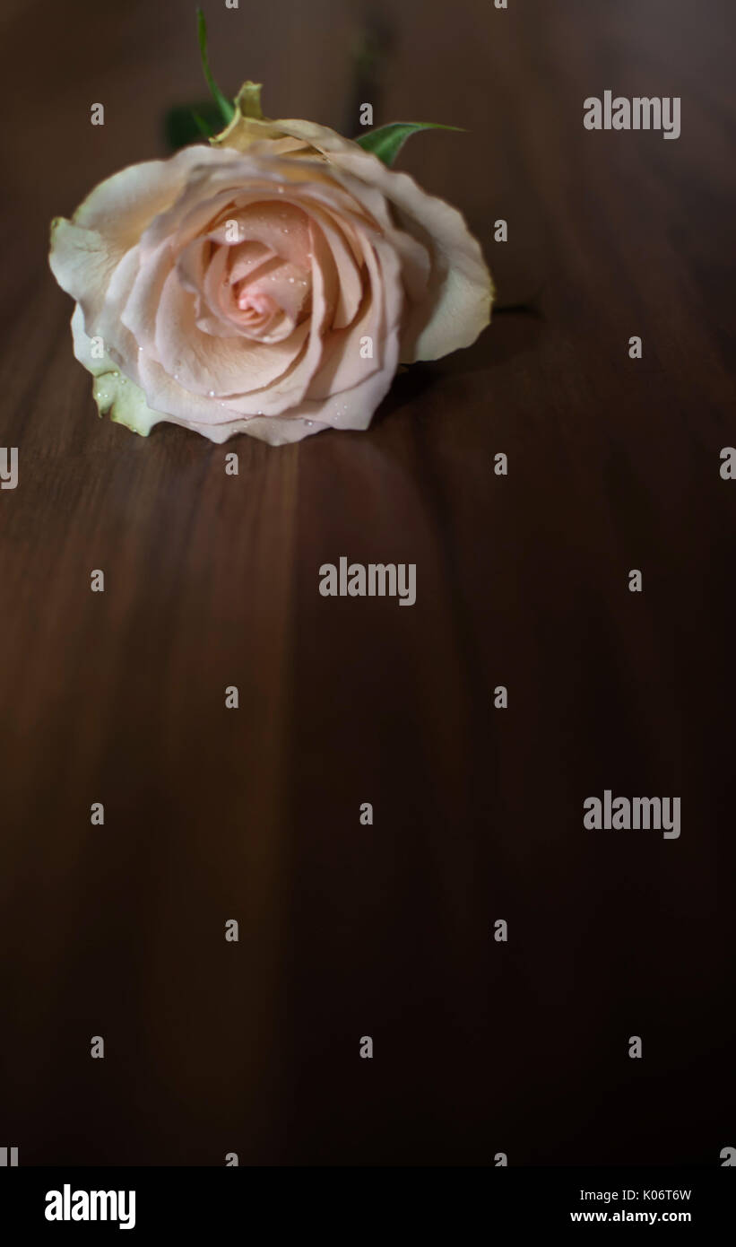 Single beautiful white rose Stock Photo - Alamy