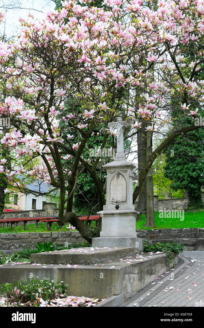 A magnolia tree with beautiful pink flowers and old stone monument in ...