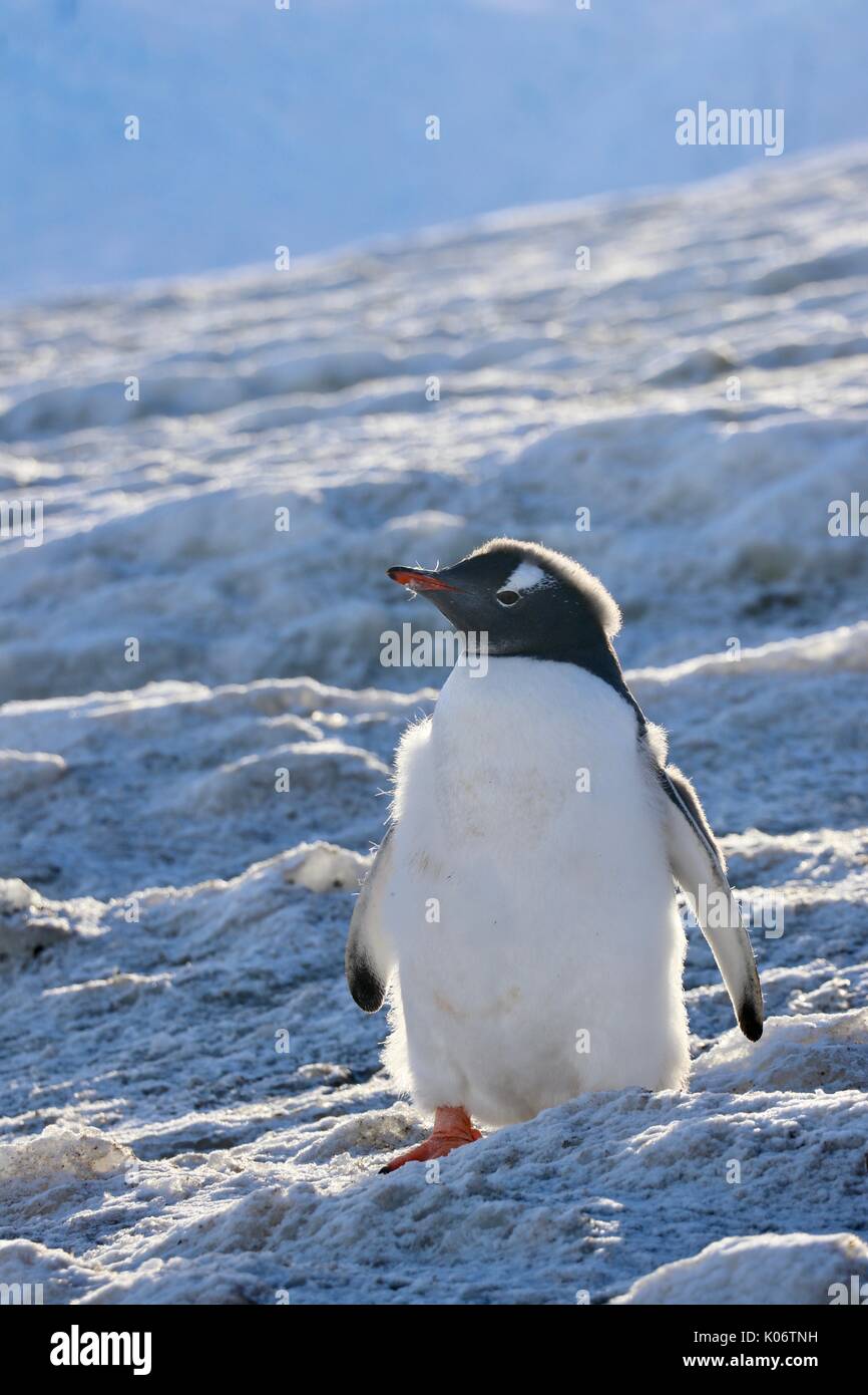 6th continent hi-res stock photography and images - Alamy