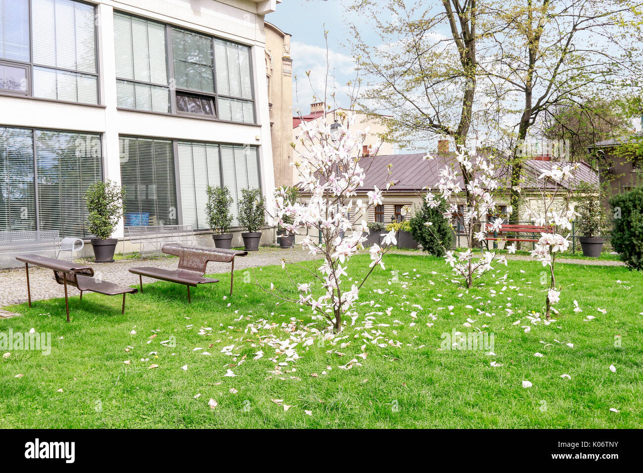 Magnolia blossom in front of museum building at the castle hill in ...