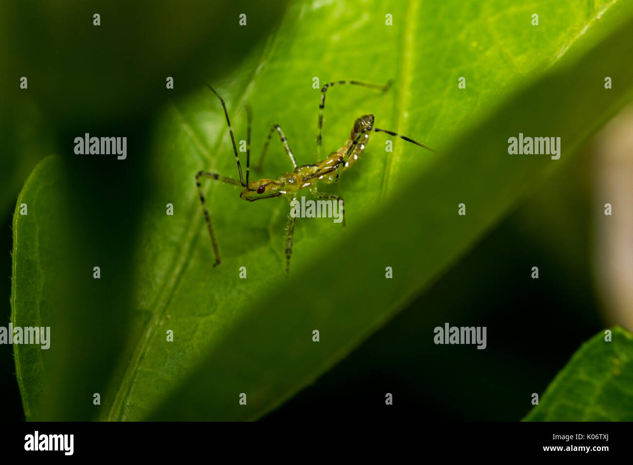 Leafhopper assassin bug (Zelus renardii) on a leaf Stock Photo - Alamy