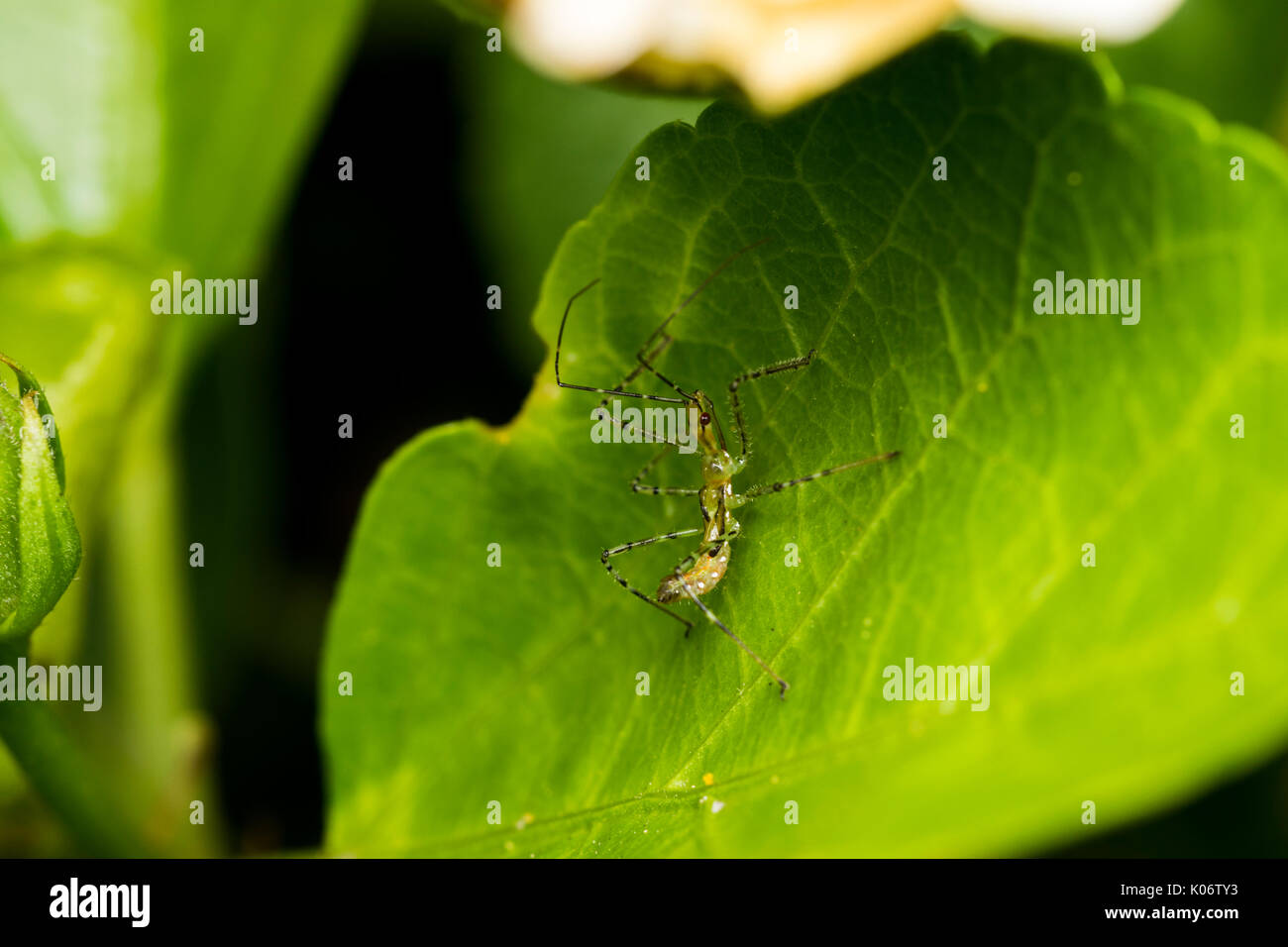 Leafhopper assassin bug (Zelus renardii) on a leaf Stock Photo - Alamy