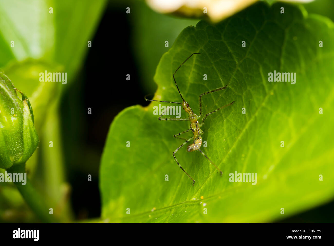 Leafhopper assassin bug (Zelus renardii) on a leaf Stock Photo - Alamy
