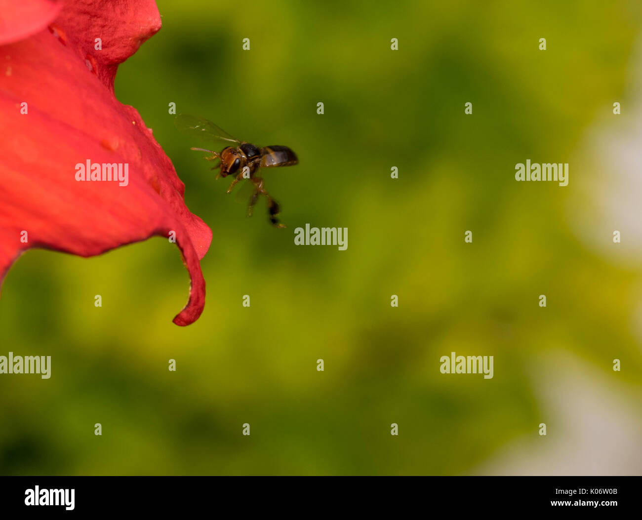 Flying wasp hi-res stock photography and images - Alamy