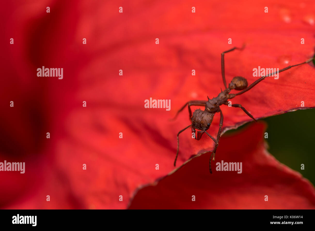 Big red ant on a wet red flower petal Stock Photo - Alamy