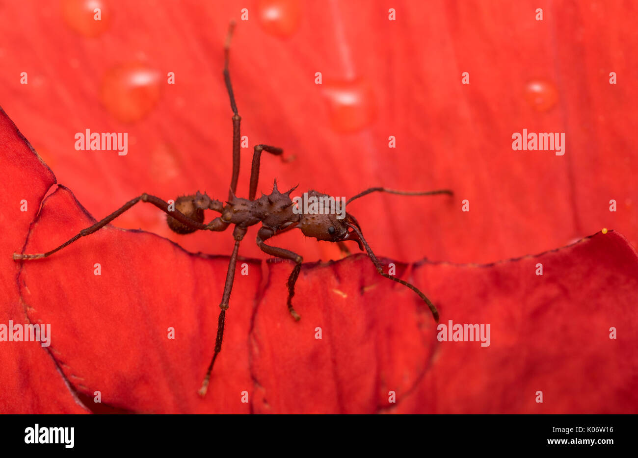 Big red ant hi-res stock photography and images - Alamy