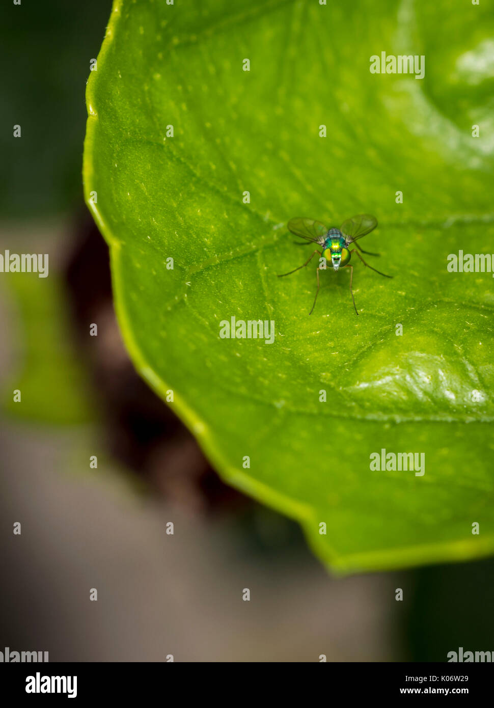 One legged creature hi-res stock photography and images - Alamy