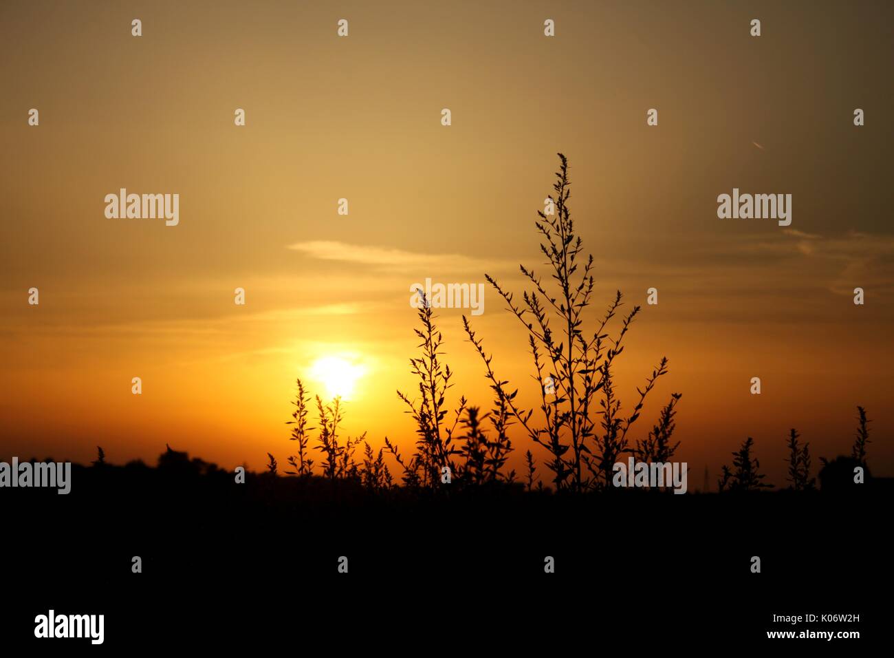 Sunset in field Stock Photo - Alamy