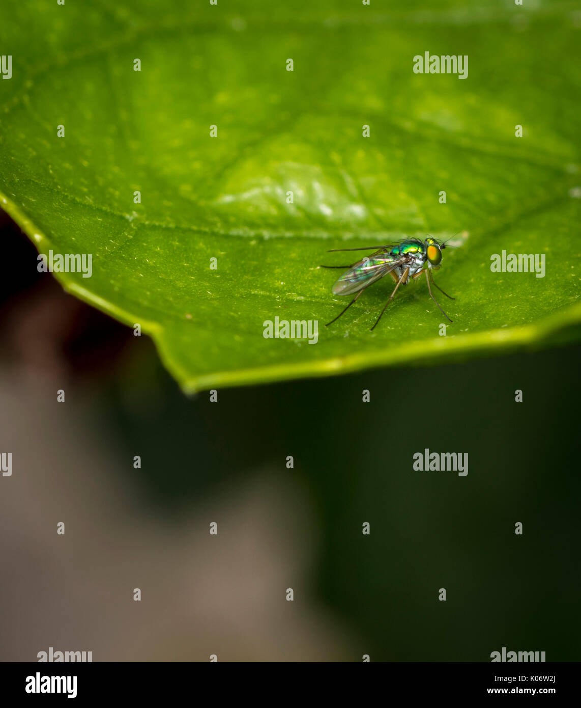 One legged creature hi-res stock photography and images - Alamy