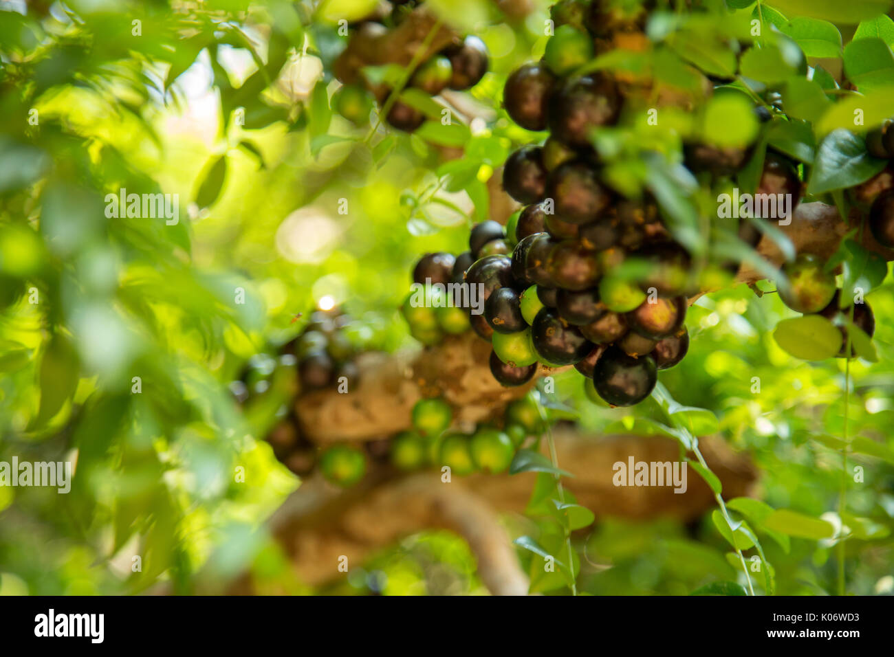 Jaboticaba flower hi-res stock photography and images - Alamy