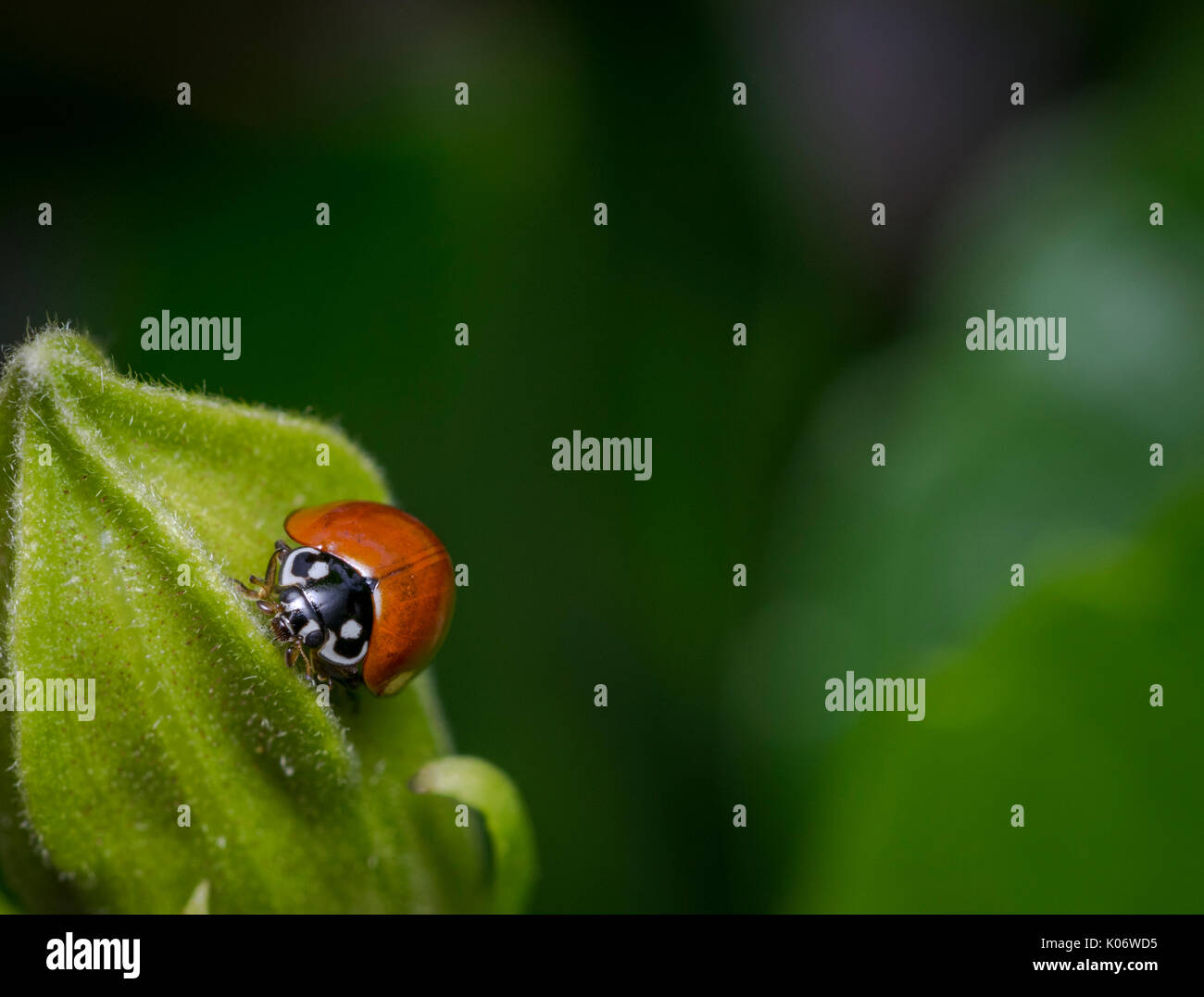 Small brown ladybug walking on a green leaf Stock Photo - Alamy