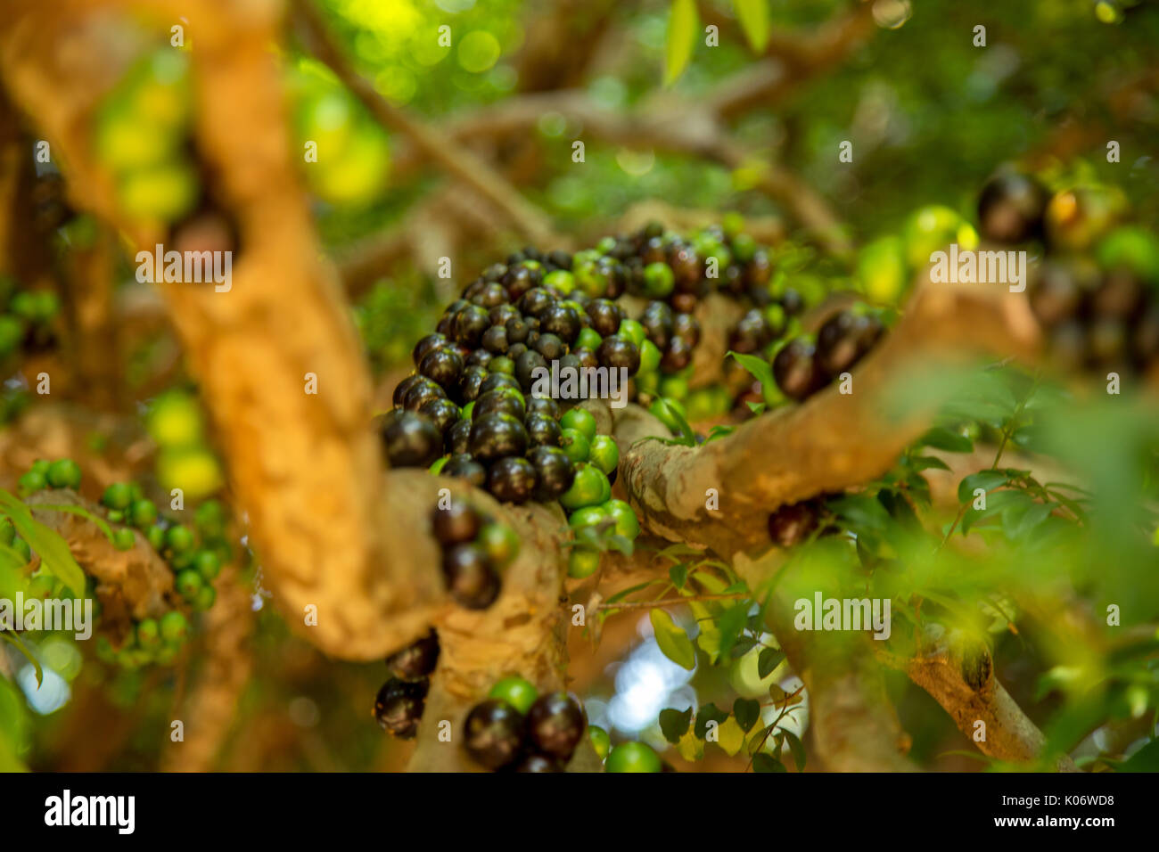 Jaboticaba fruits hi-res stock photography and images - Alamy