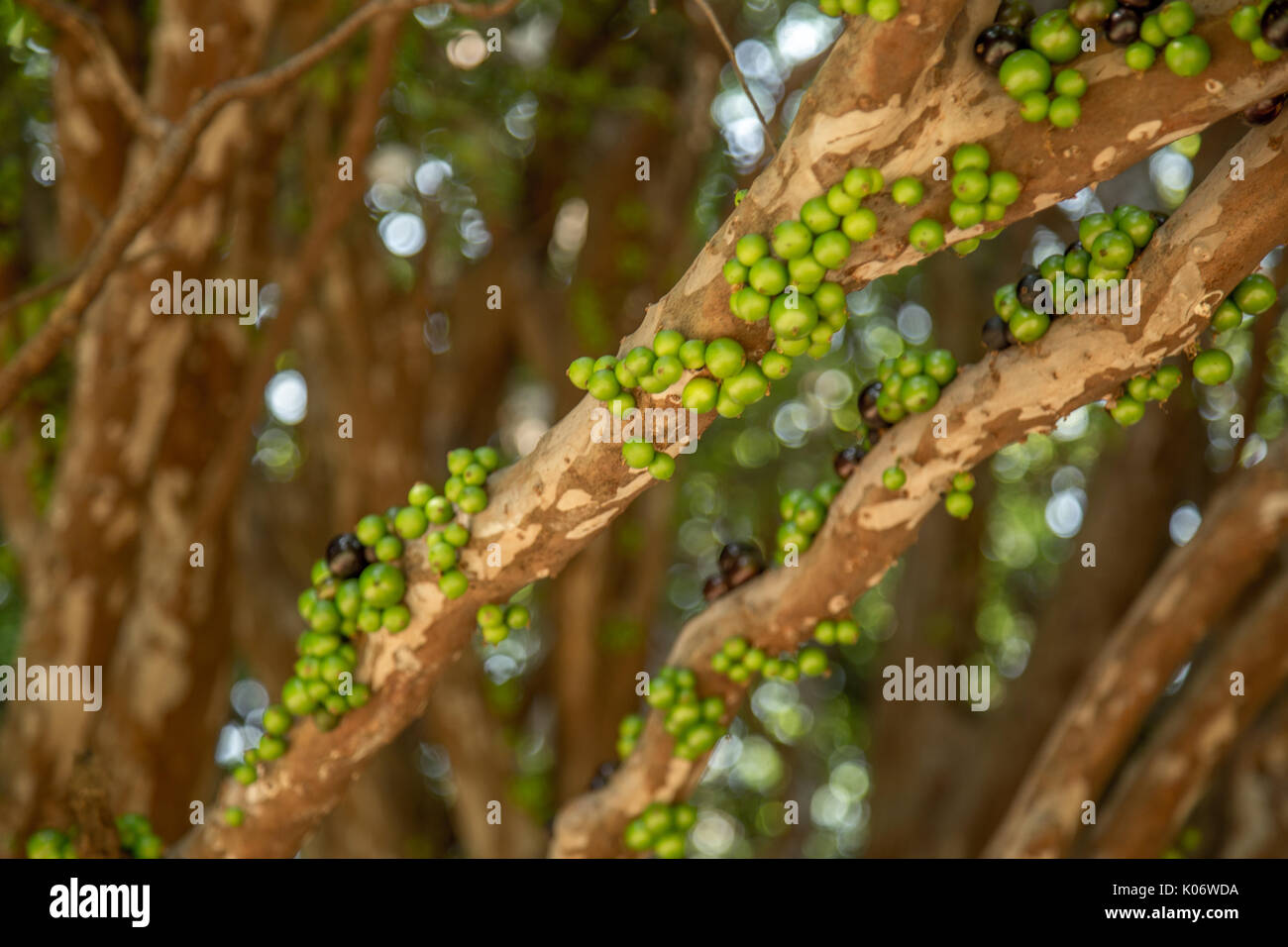 Jaboticaba hi-res stock photography and images - Alamy