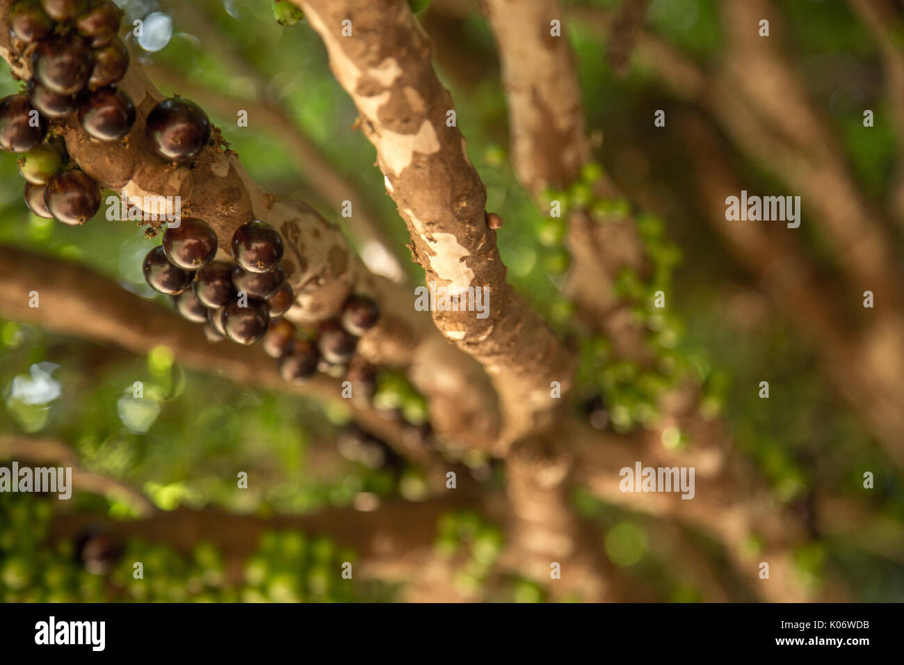 Jaboticaba flower hi-res stock photography and images - Alamy