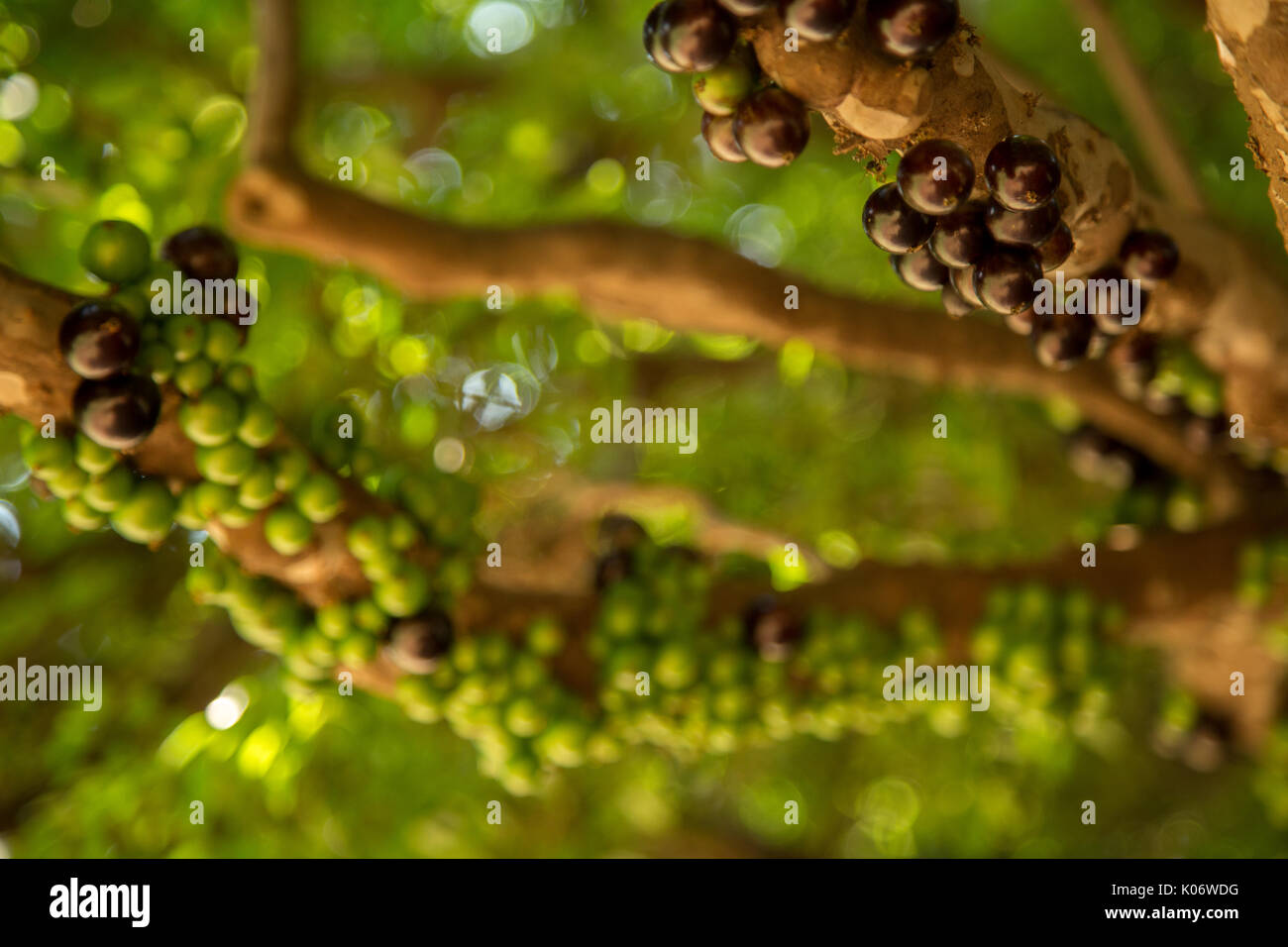 Jaboticaba flower hi-res stock photography and images - Alamy