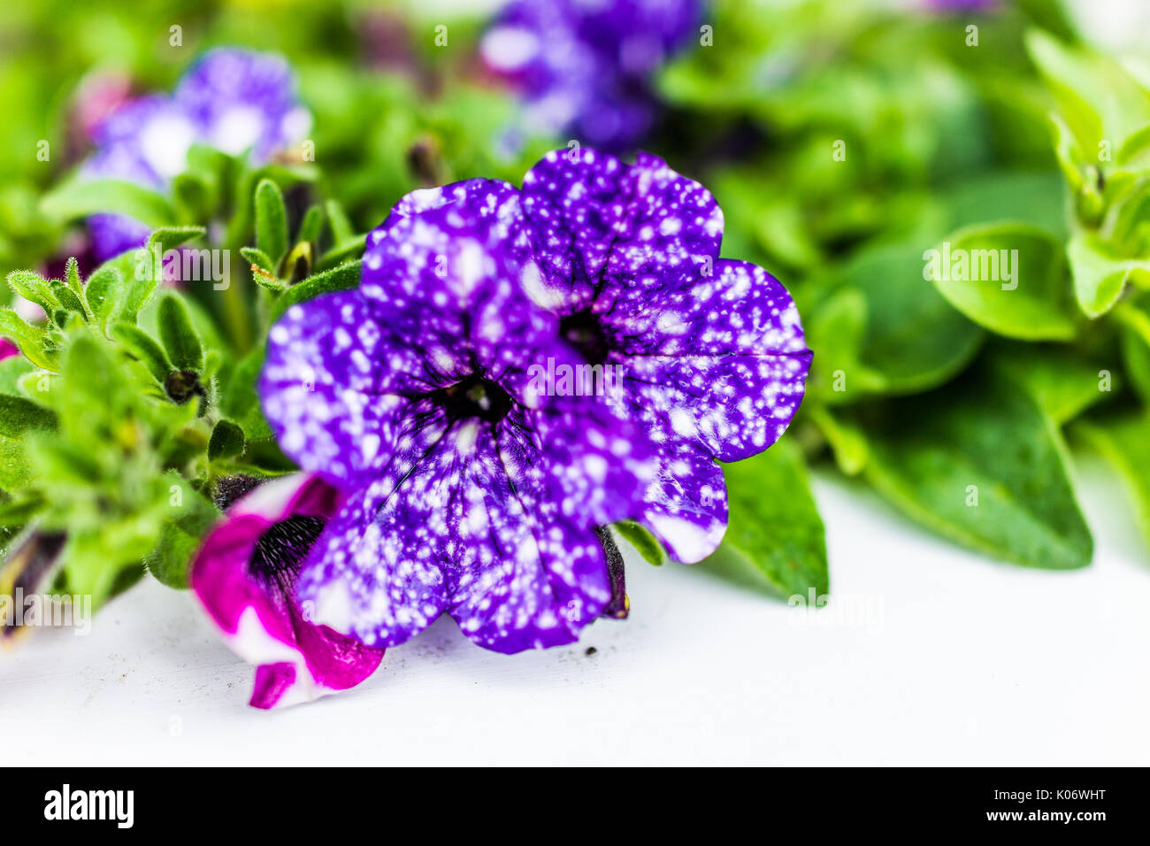 Calibrachoa purple hi-res stock photography and images - Alamy