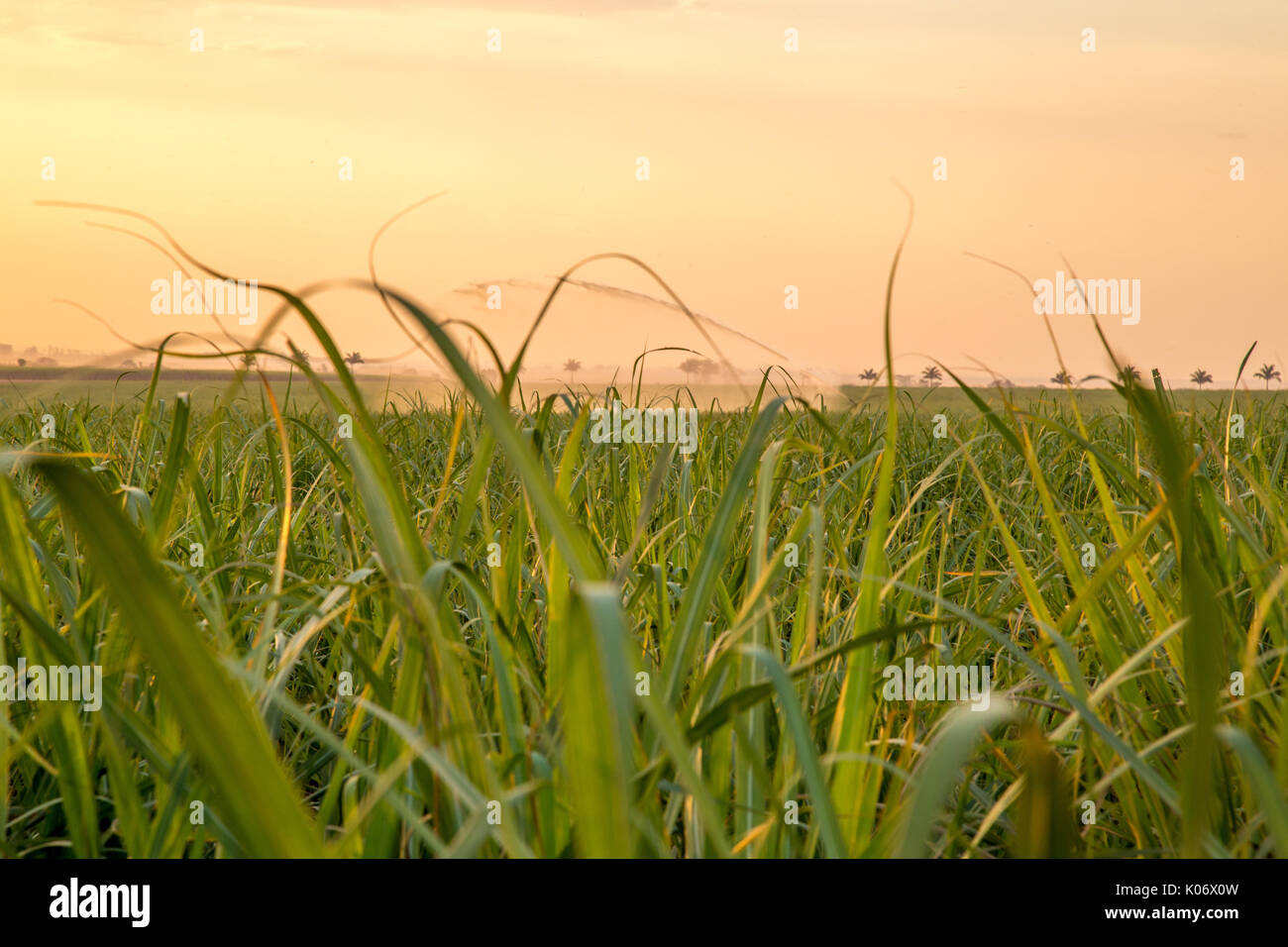 sugar cane sunset Stock Photo - Alamy