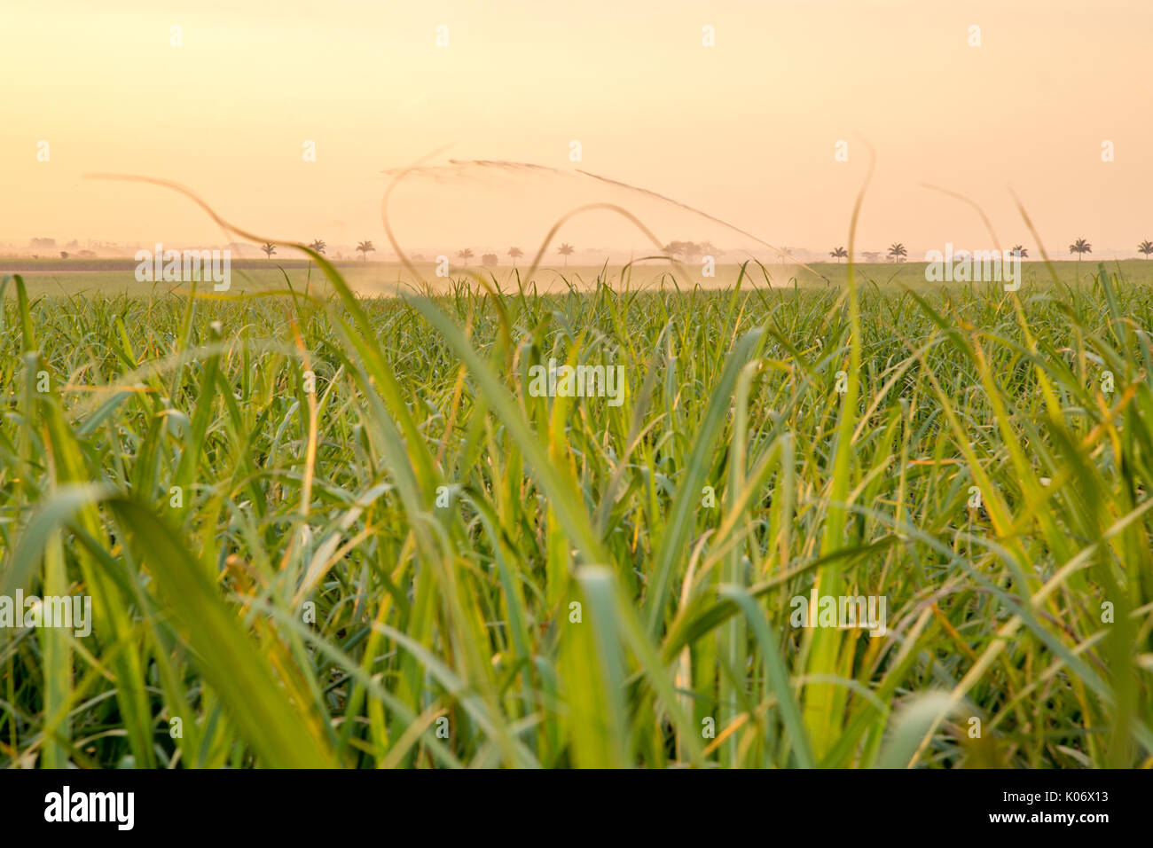 sugar cane sunset Stock Photo - Alamy