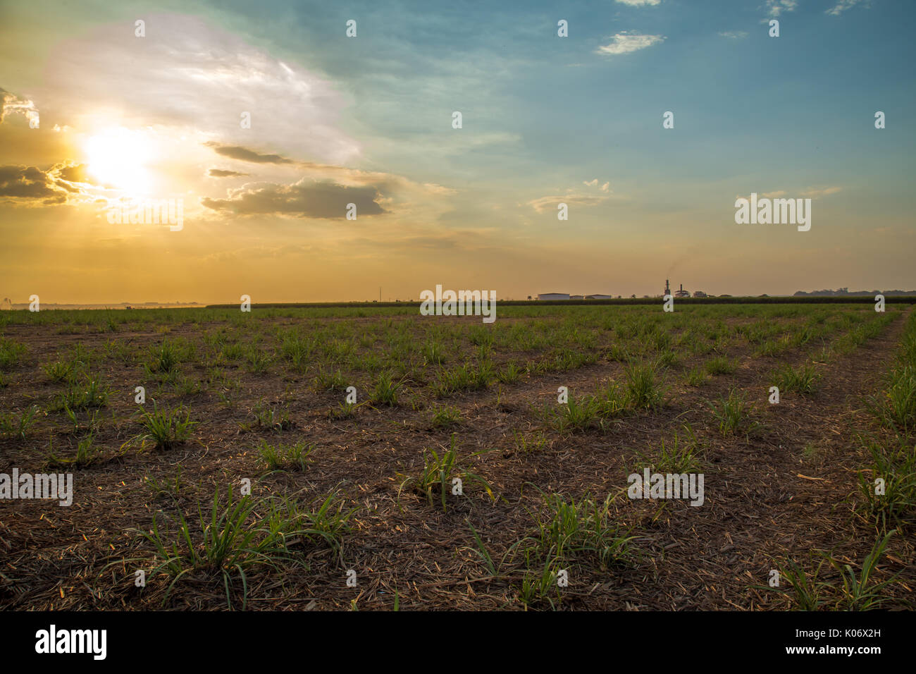 sugar cane sunset Stock Photo - Alamy